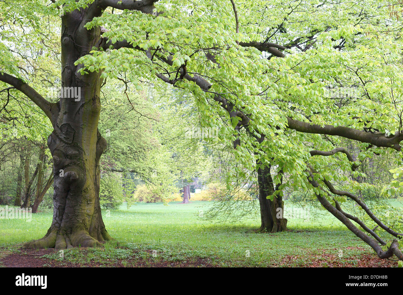 Old beech tree covered with green spring leaves Stock Photo - Alamy