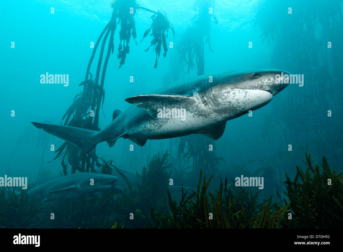 Sevengill Shark High Resolution Stock Photography and Images - Alamy