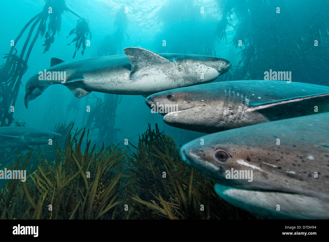 Broadnose sevengill hi-res stock photography and images - Alamy