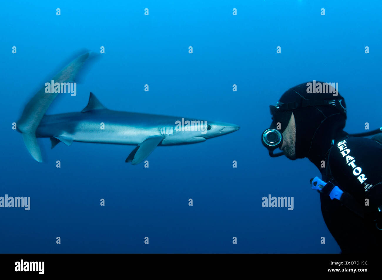 Top Marine Predator High Resolution Stock Photography and Images - Alamy