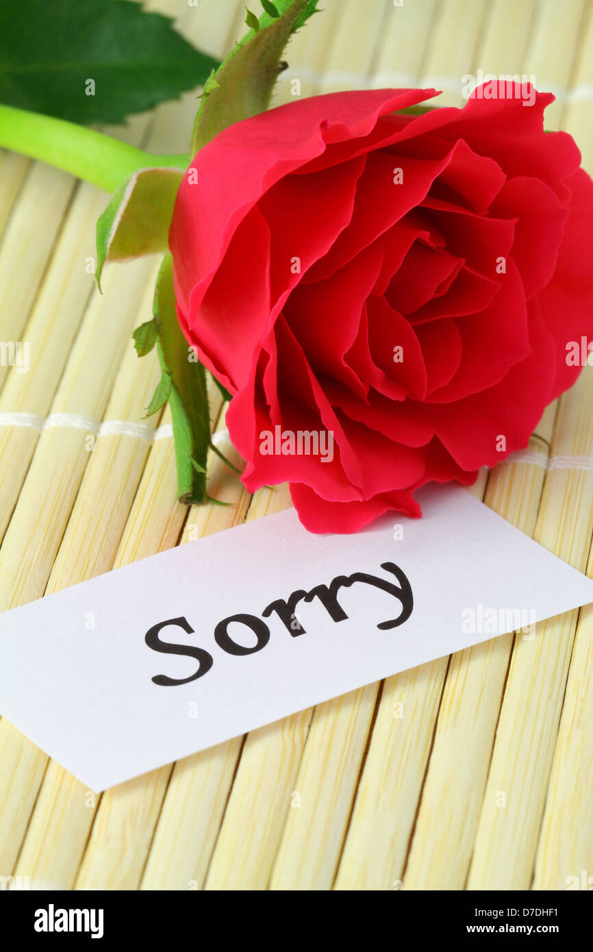 Sorry note with red rose Stock Photo - Alamy