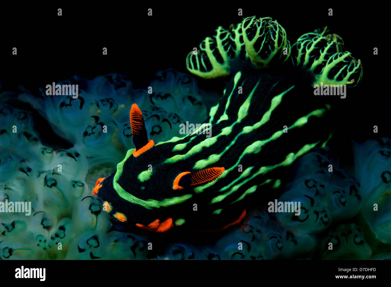 Variable neon slug hi-res stock photography and images - Alamy