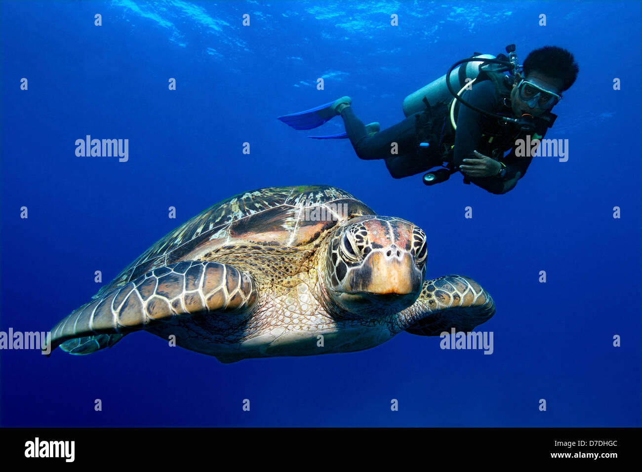 The loggerhead sea turtle caretta caretta hi-res stock photography and ...