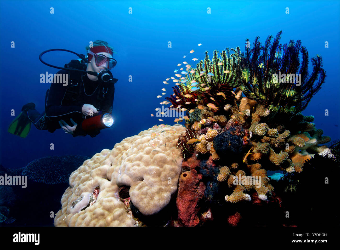 Philippines scuba diving hi-res stock photography and images - Alamy