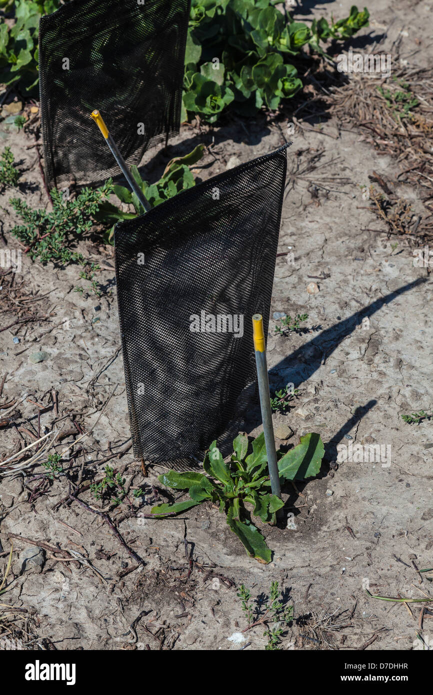 Mesh for trapping fog for watering native plant revegetation project on ...