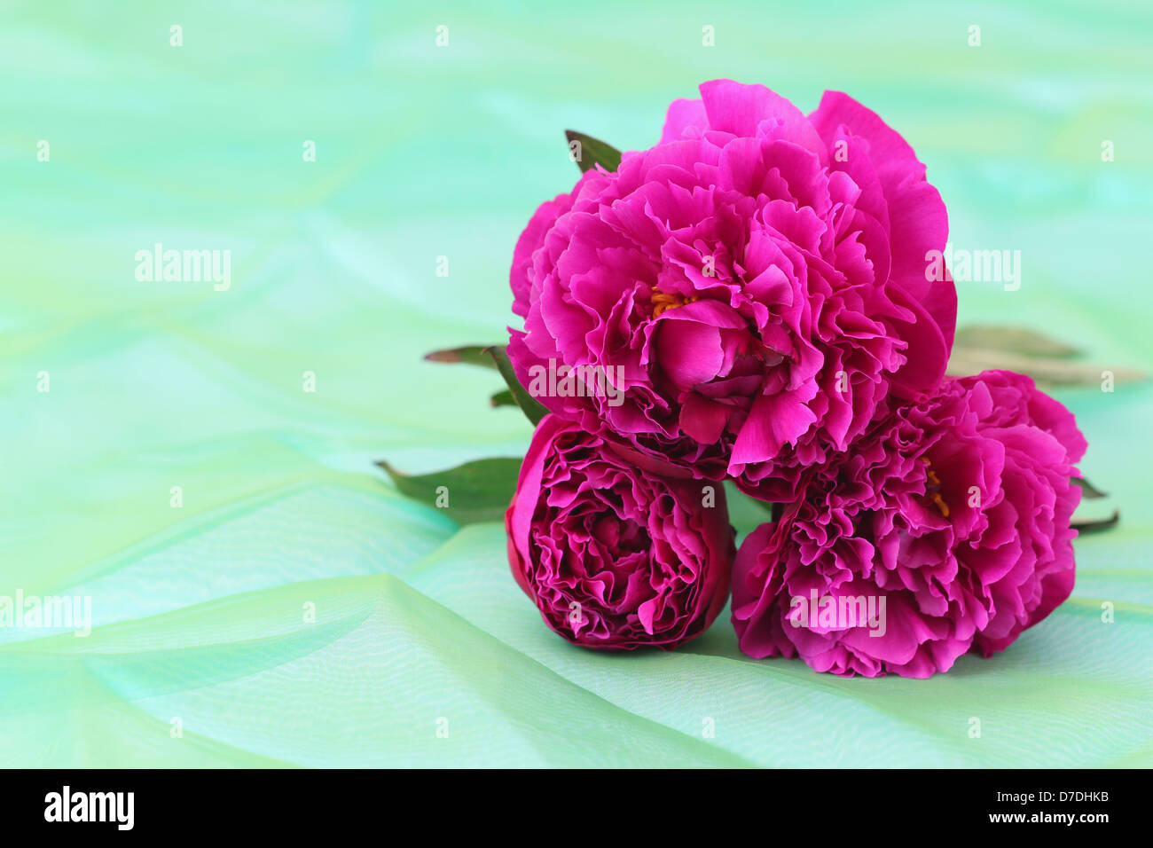 Peony on green background hi-res stock photography and images - Alamy