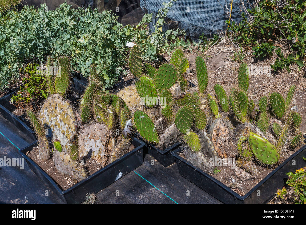 Prickly Pear cactus growing in nursery for native plant revegetation ...