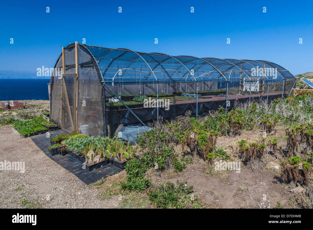 Native Anacapa Island plants growing in nursery for revegetation ...