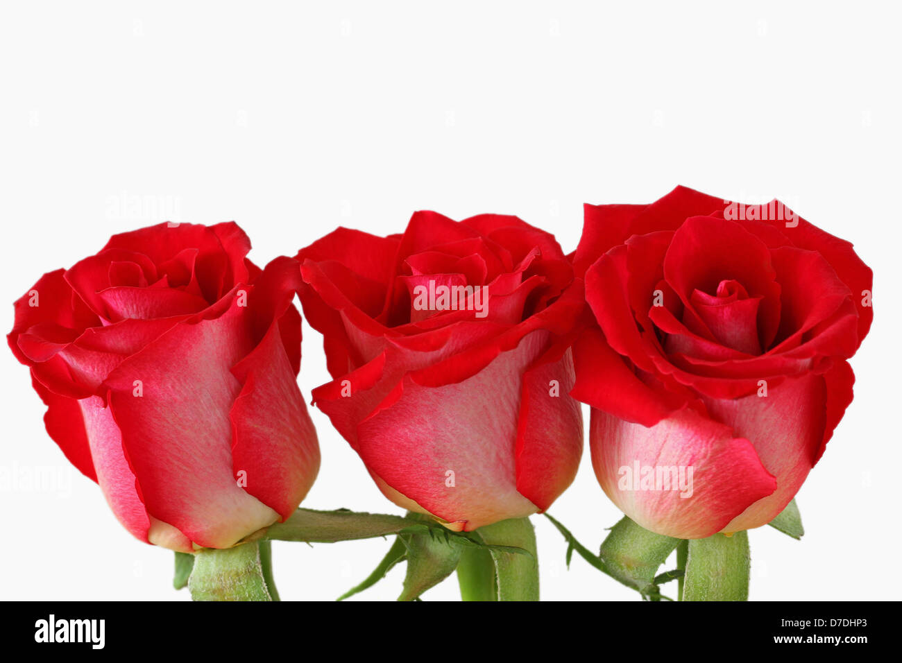 Roses isolated row hi-res stock photography and images - Alamy