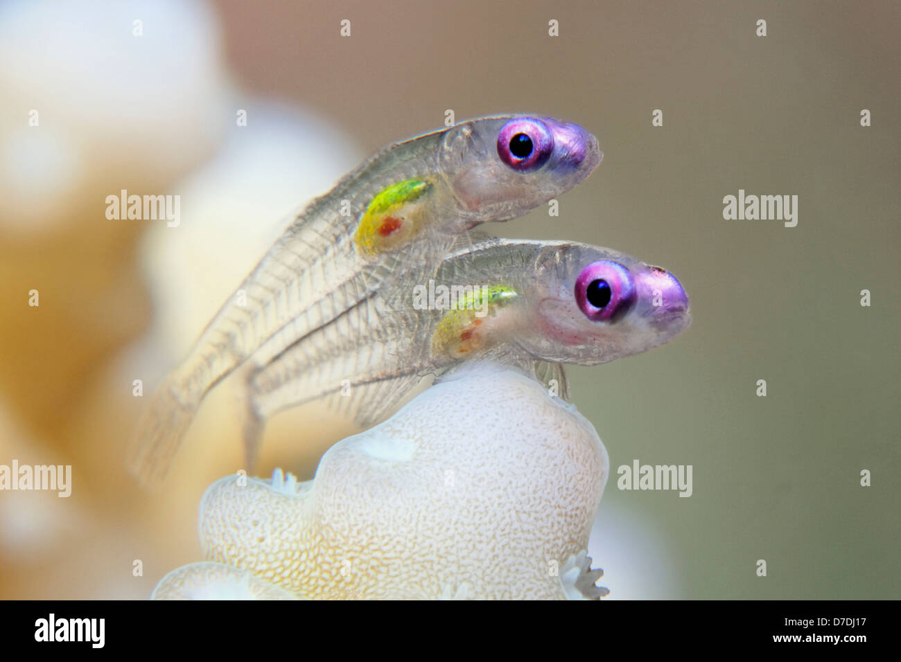 Dwarf gobies hi-res stock photography and images - Alamy