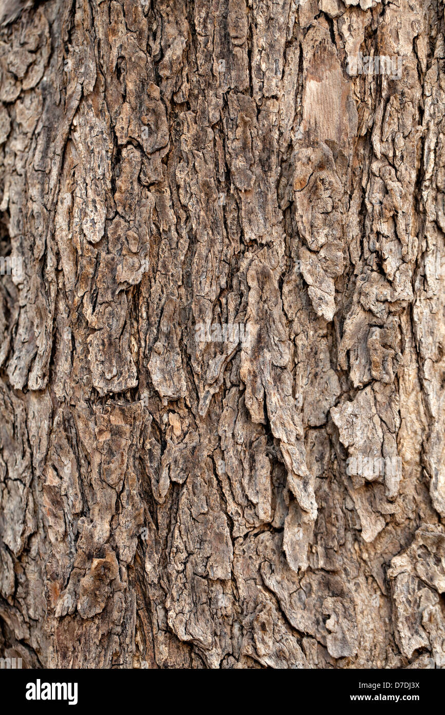 Olive tree bark hi-res stock photography and images - Alamy