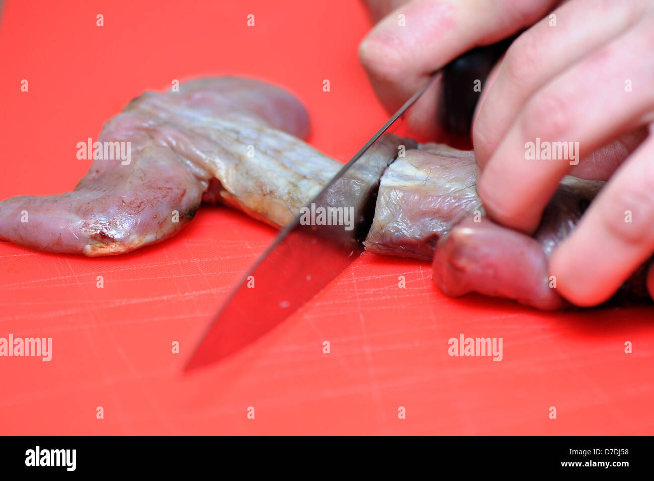 Squirrel meat hi-res stock photography and images - Alamy
