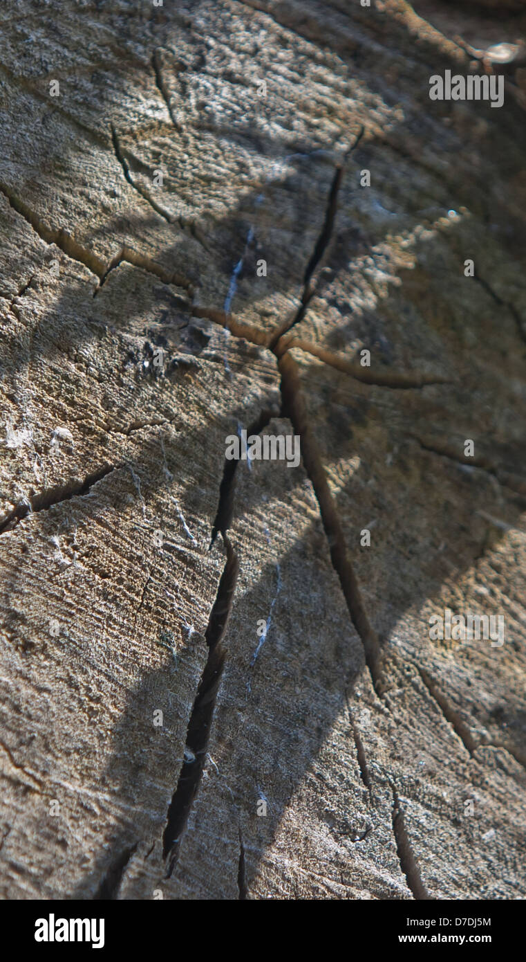 Wood tree stump Stock Photo - Alamy