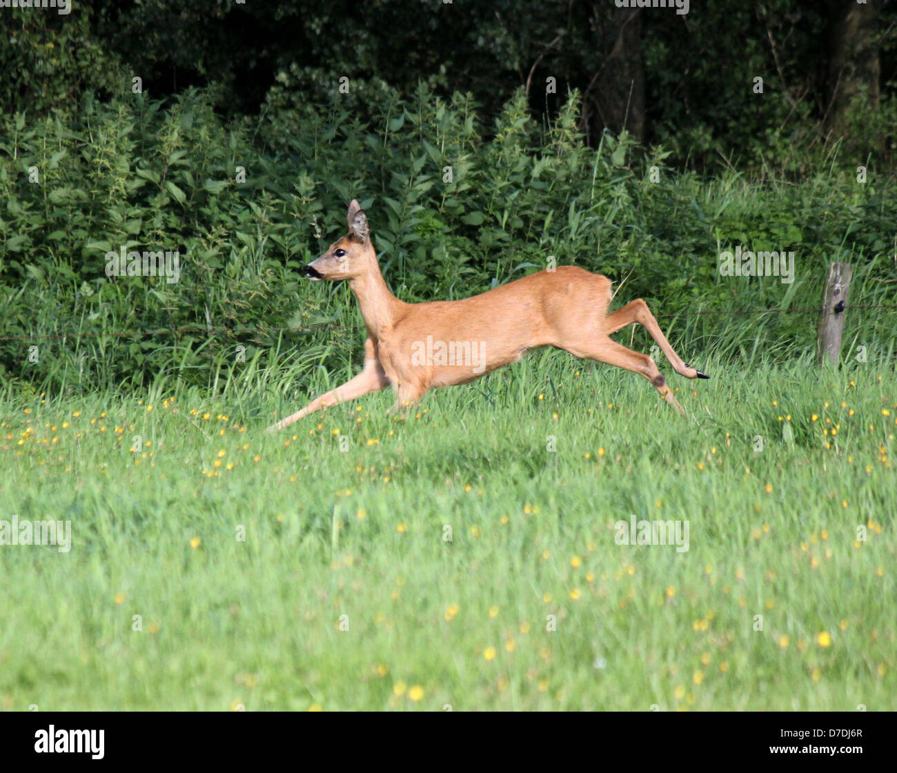 Female Roe Deer ( Capreolus capreolus) running fast through the high ...