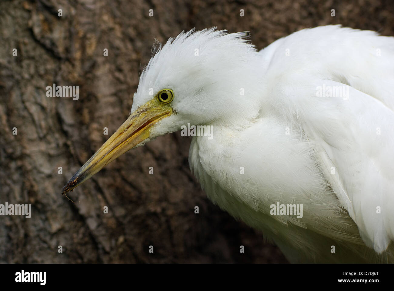 Egret: bird of the heron family Stock Photo - Alamy