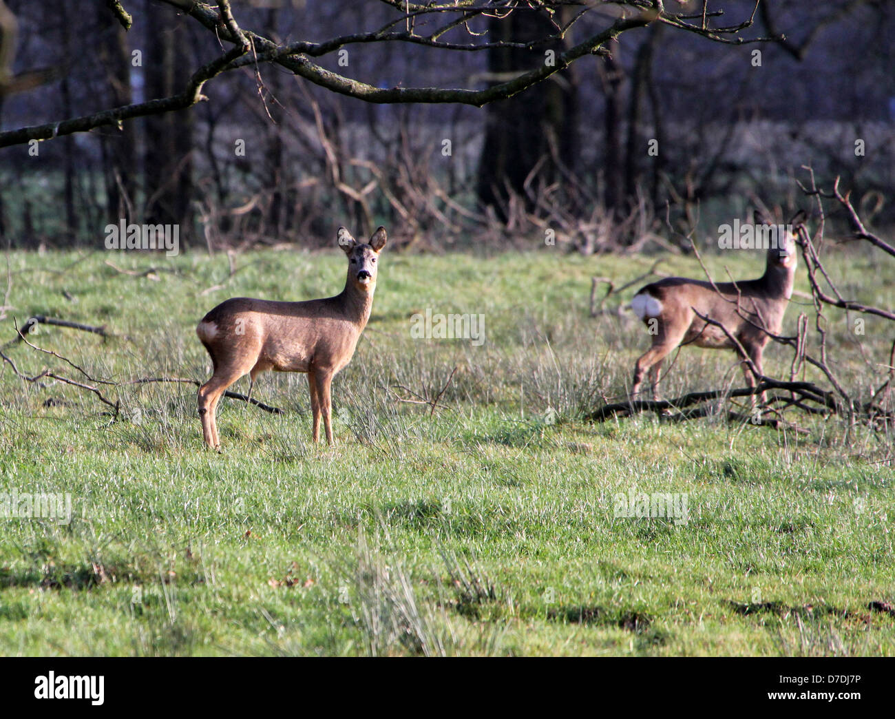 Two Female Roe Deer (Capreolus capreolus) in an alert pose Stock Photo ...
