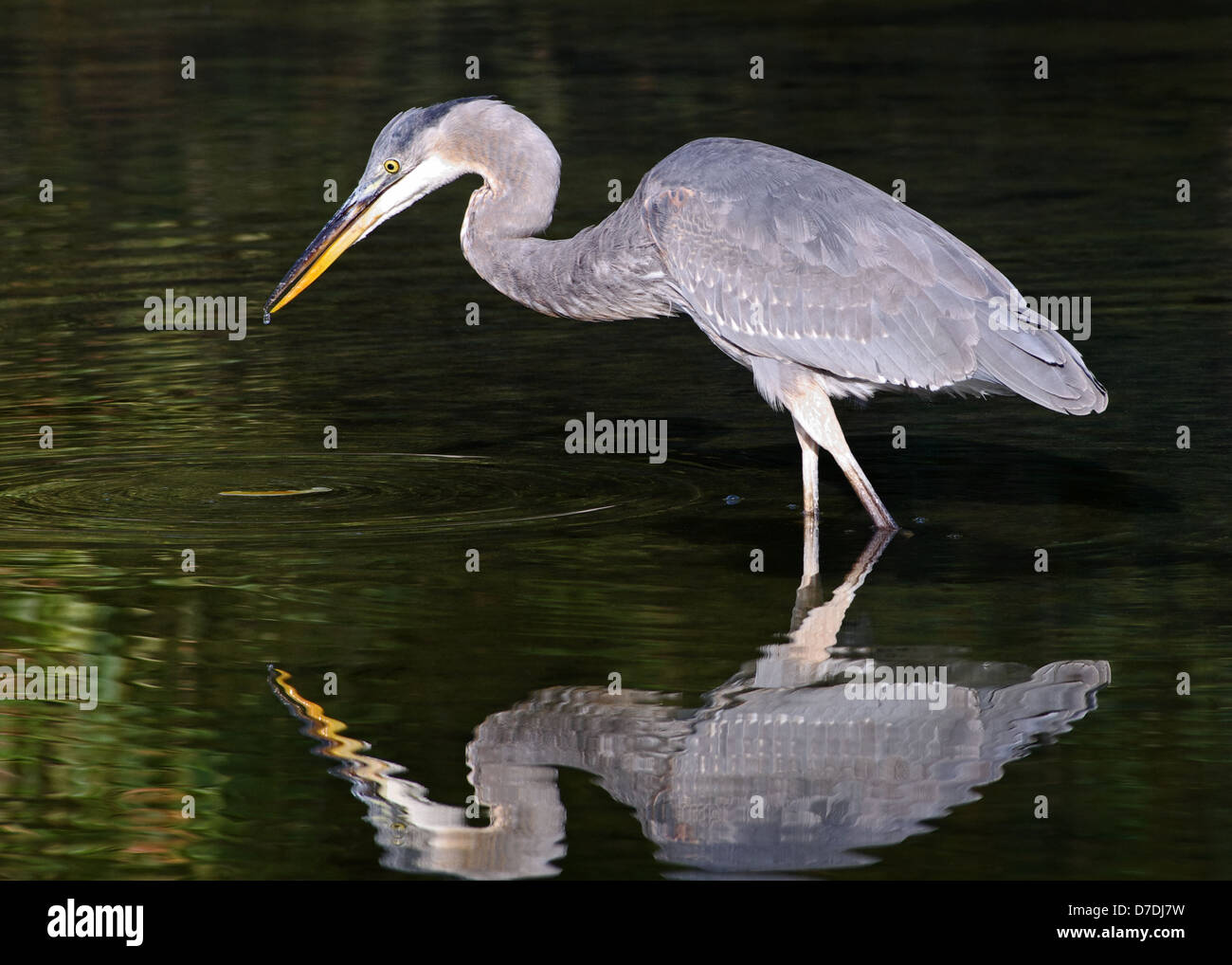 Great Blue Heron standing on pond with beautiful reflection Stock Photo ...