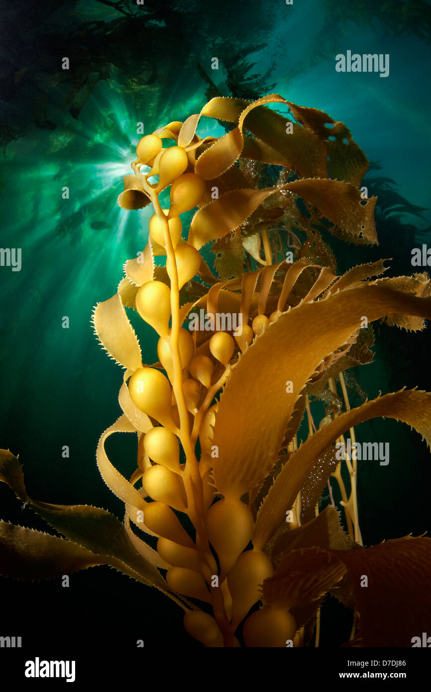Gas bladders giant kelp hi-res stock photography and images - Alamy
