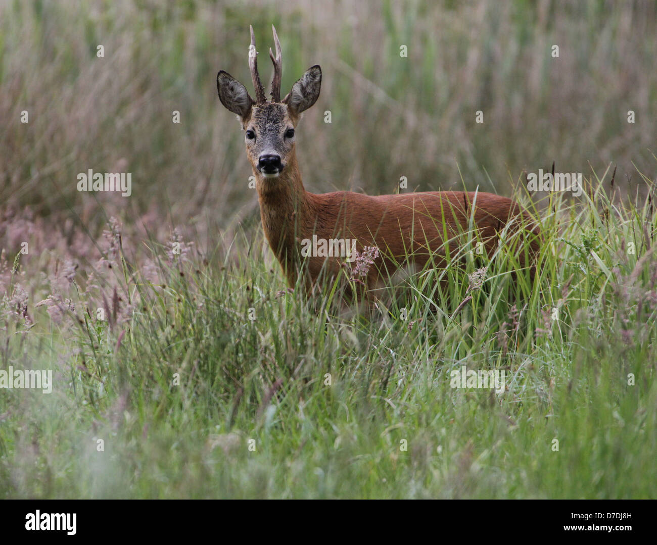 Young Male buck Roe Deer (Capreolus capreolus) in an alert pose Stock ...