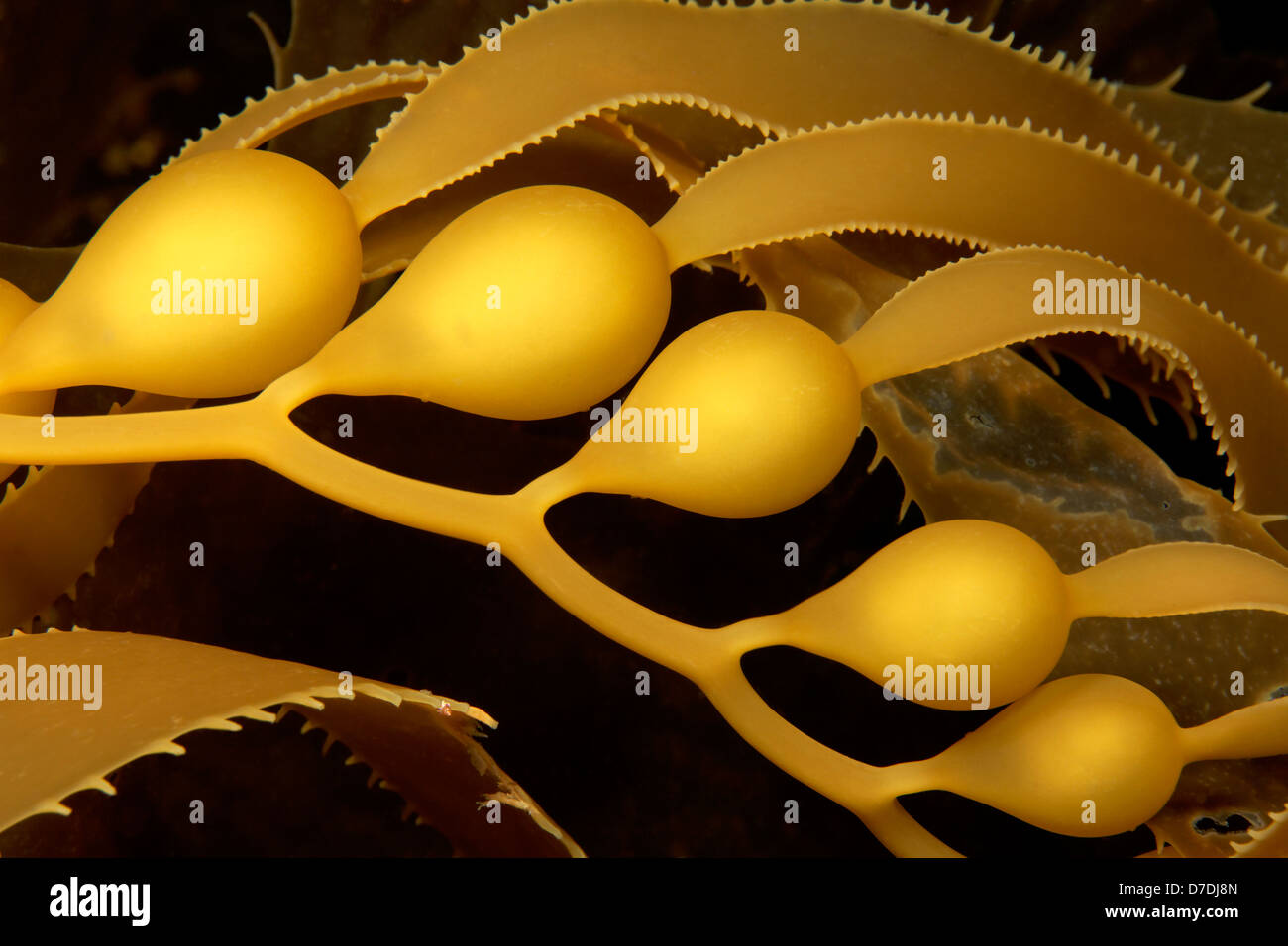 Gas bladders giant kelp hi-res stock photography and images - Alamy