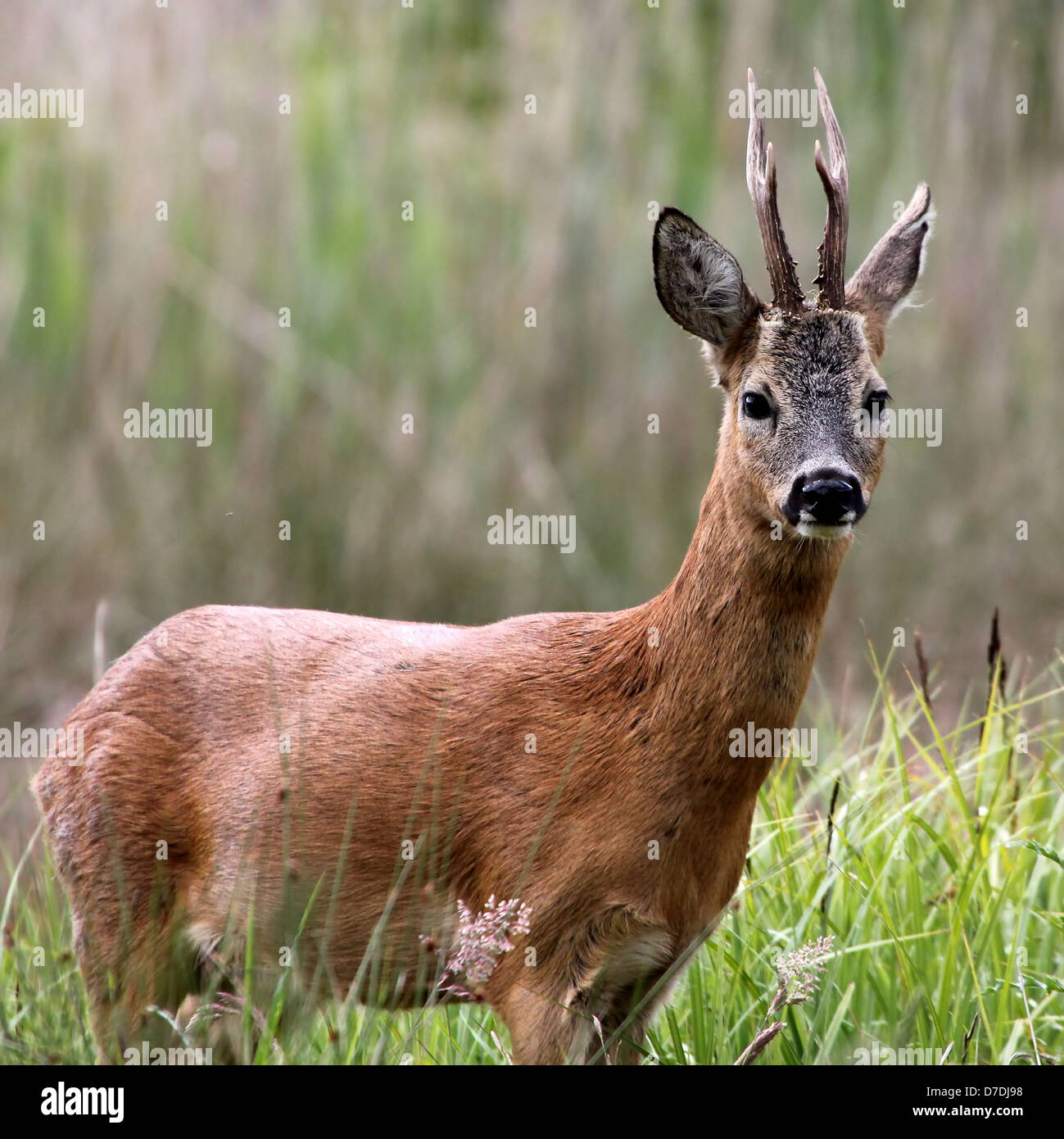 Young Male buck Roe Deer (Capreolus capreolus) in an alert pose Stock ...