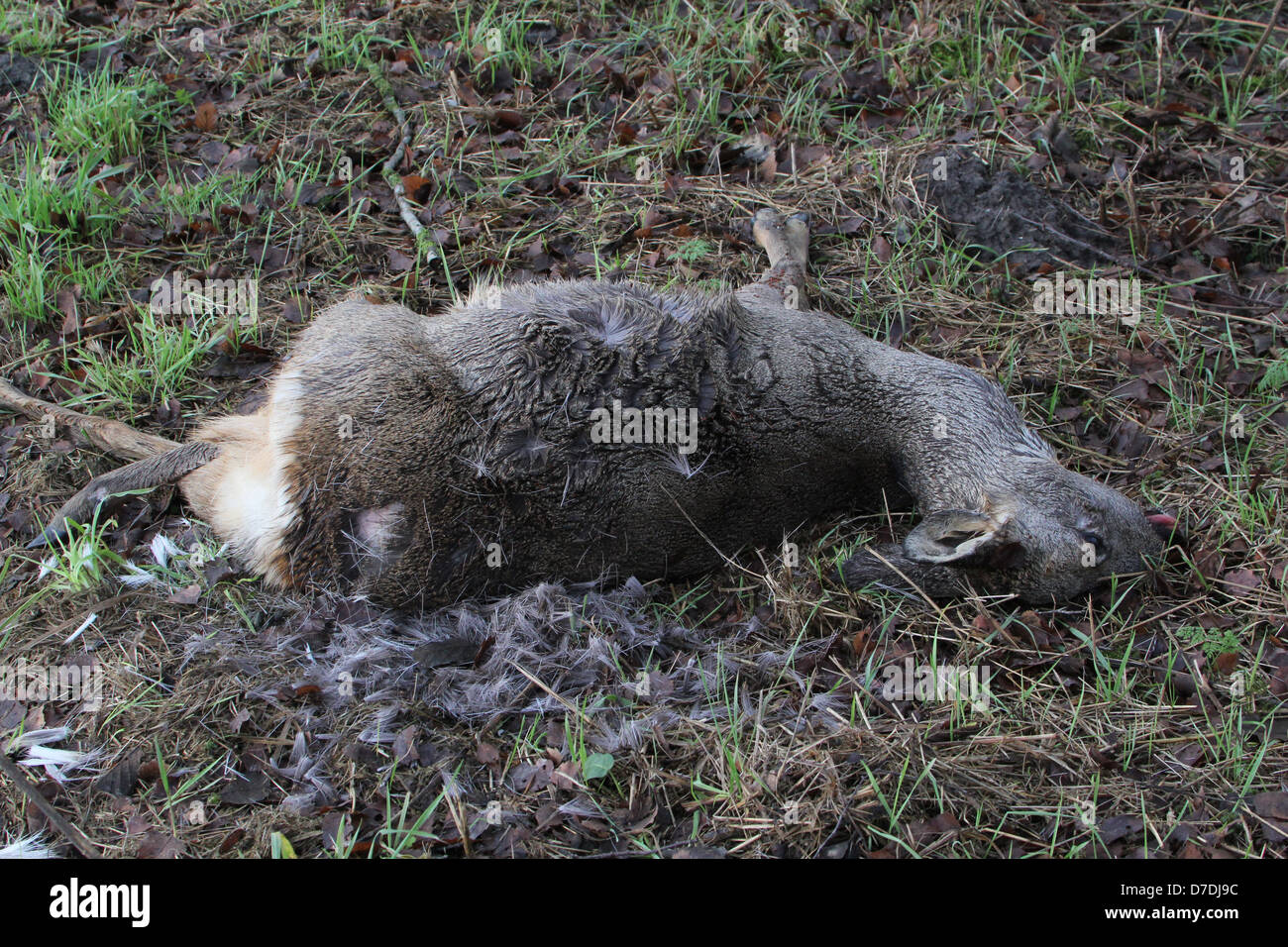 Dead Roe Deer ( Capreolus capreolus) lying in the grass Stock Photo - Alamy