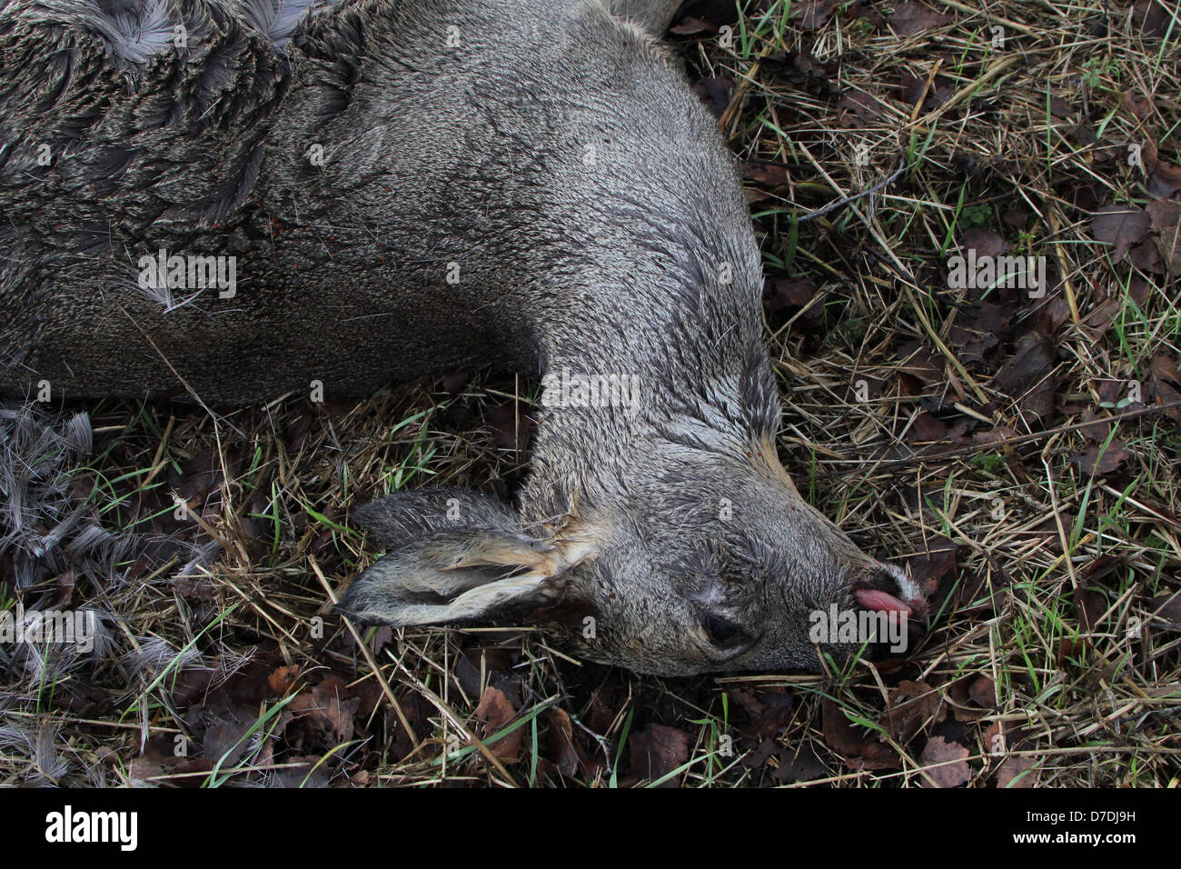Dead Roe Deer ( Capreolus capreolus) lying in the grass Stock Photo - Alamy