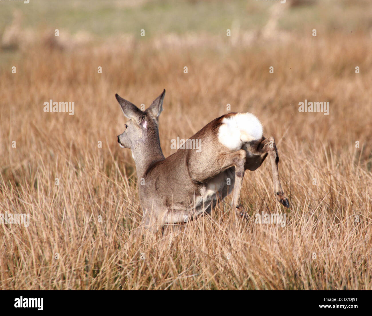 Female Roe Deer ( Capreolus capreolus) running fast through the high ...