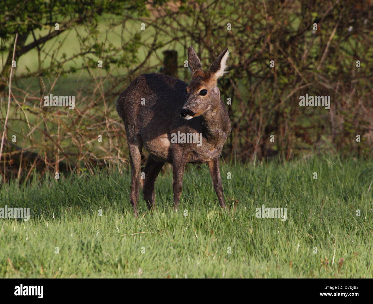 Pregnant Deer High Resolution Stock Photography and Images - Alamy