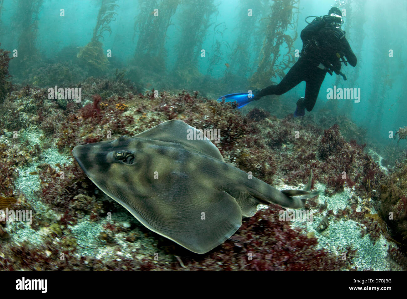 Banded guitarfish hi-res stock photography and images - Alamy
