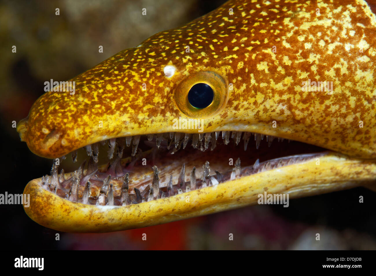 Fangtooth High Resolution Stock Photography and Images - Alamy