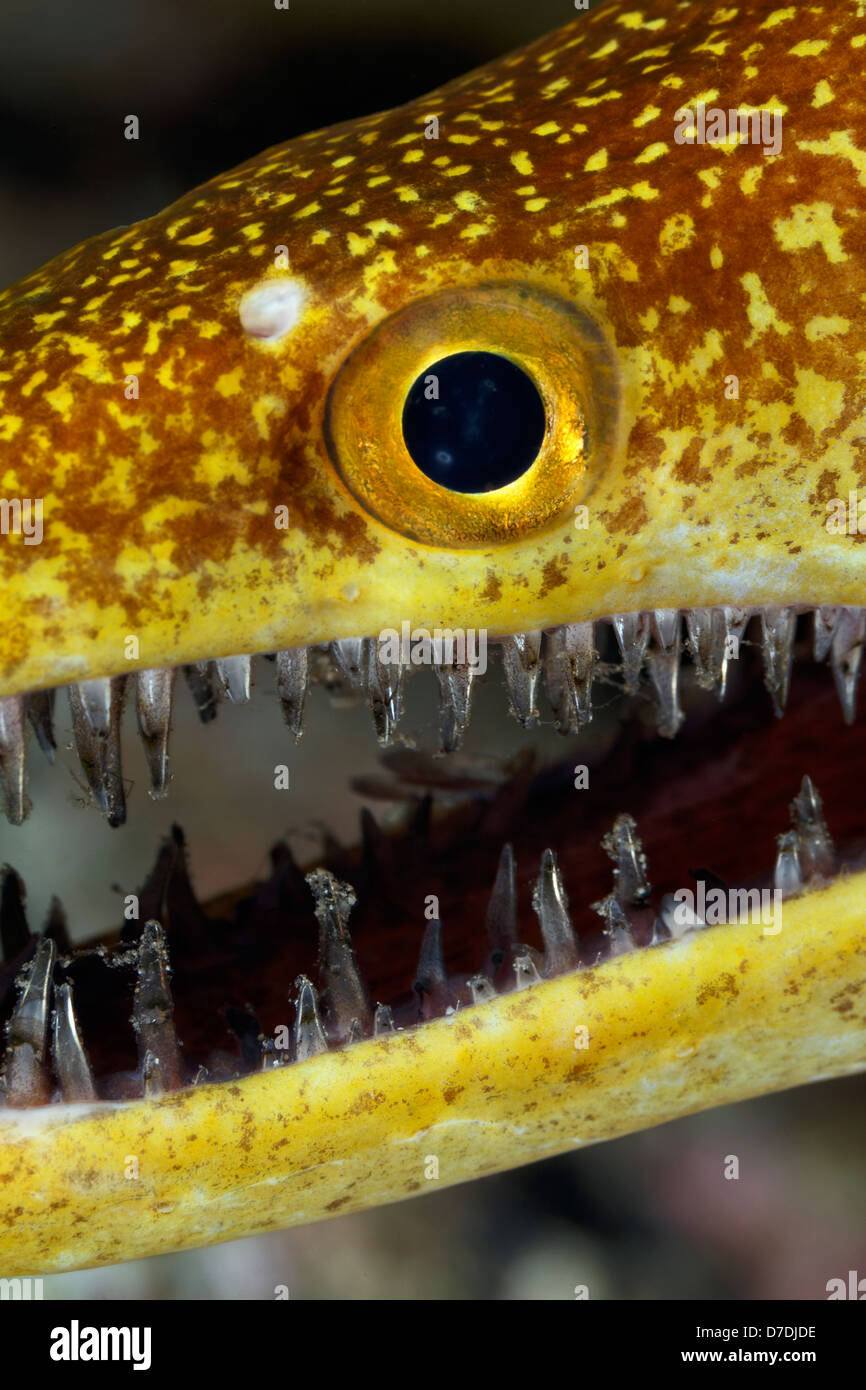Fangtooth moray hi-res stock photography and images - Alamy