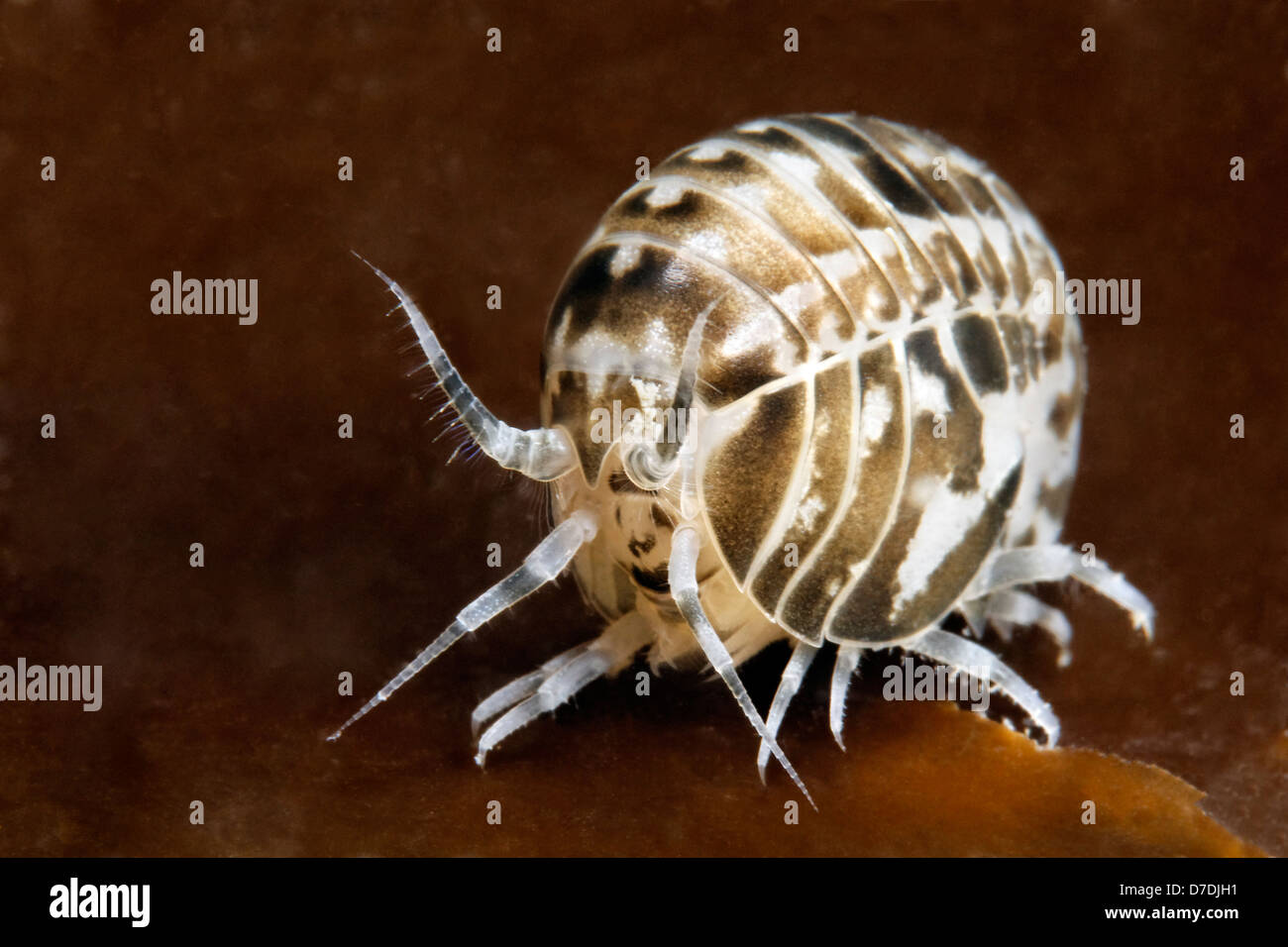 Gammarus Shrimp High Resolution Stock Photography and Images - Alamy