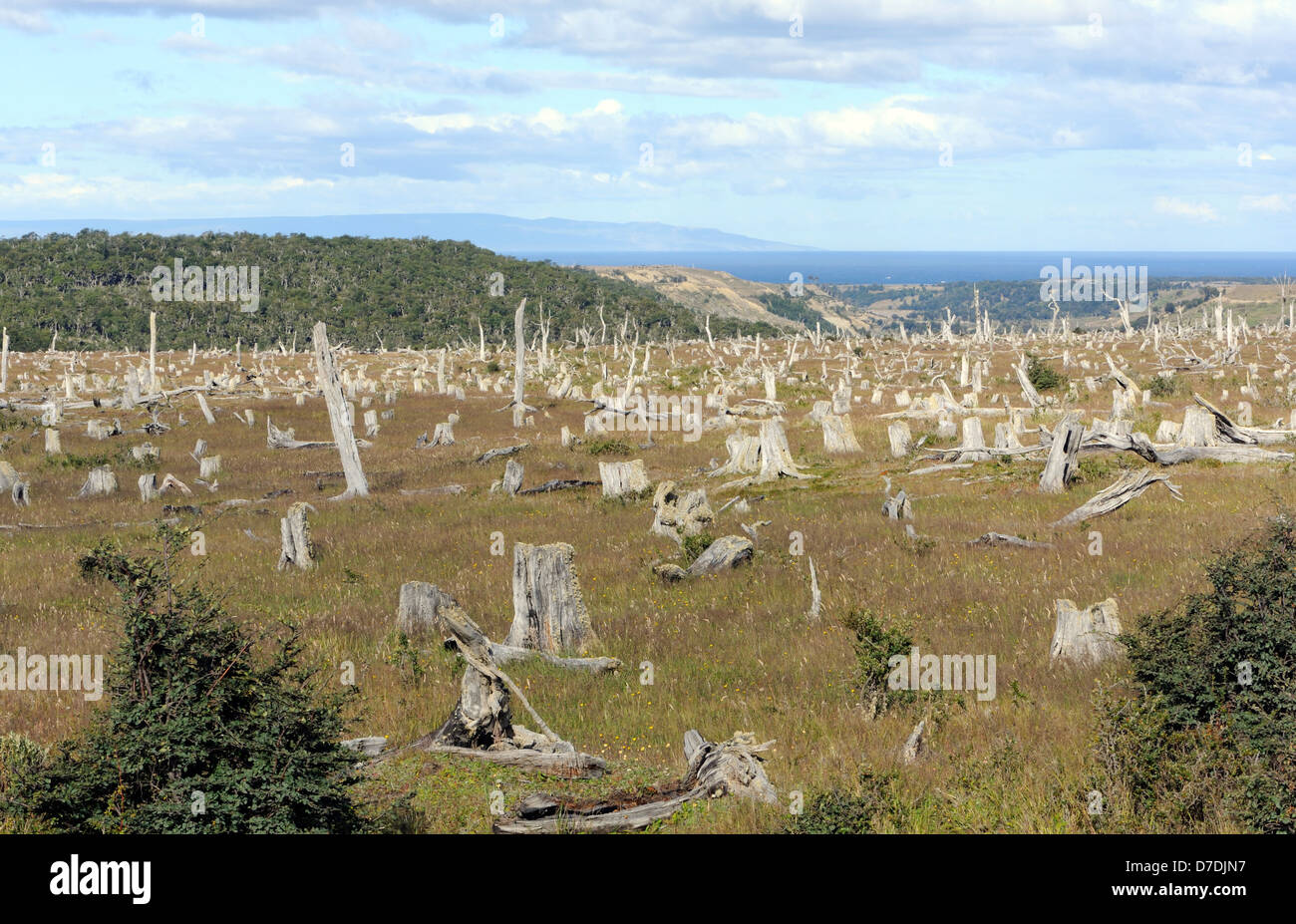 Nothofagus forest overlooking the Strait of Magellan felled to create ...
