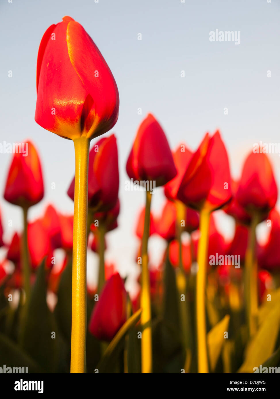 Light bulb in stem hi-res stock photography and images - Alamy