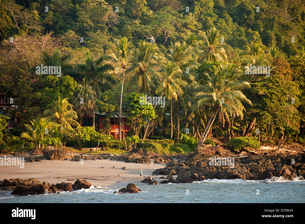 Costa rica montezuma beach palm hi-res stock photography and images - Alamy