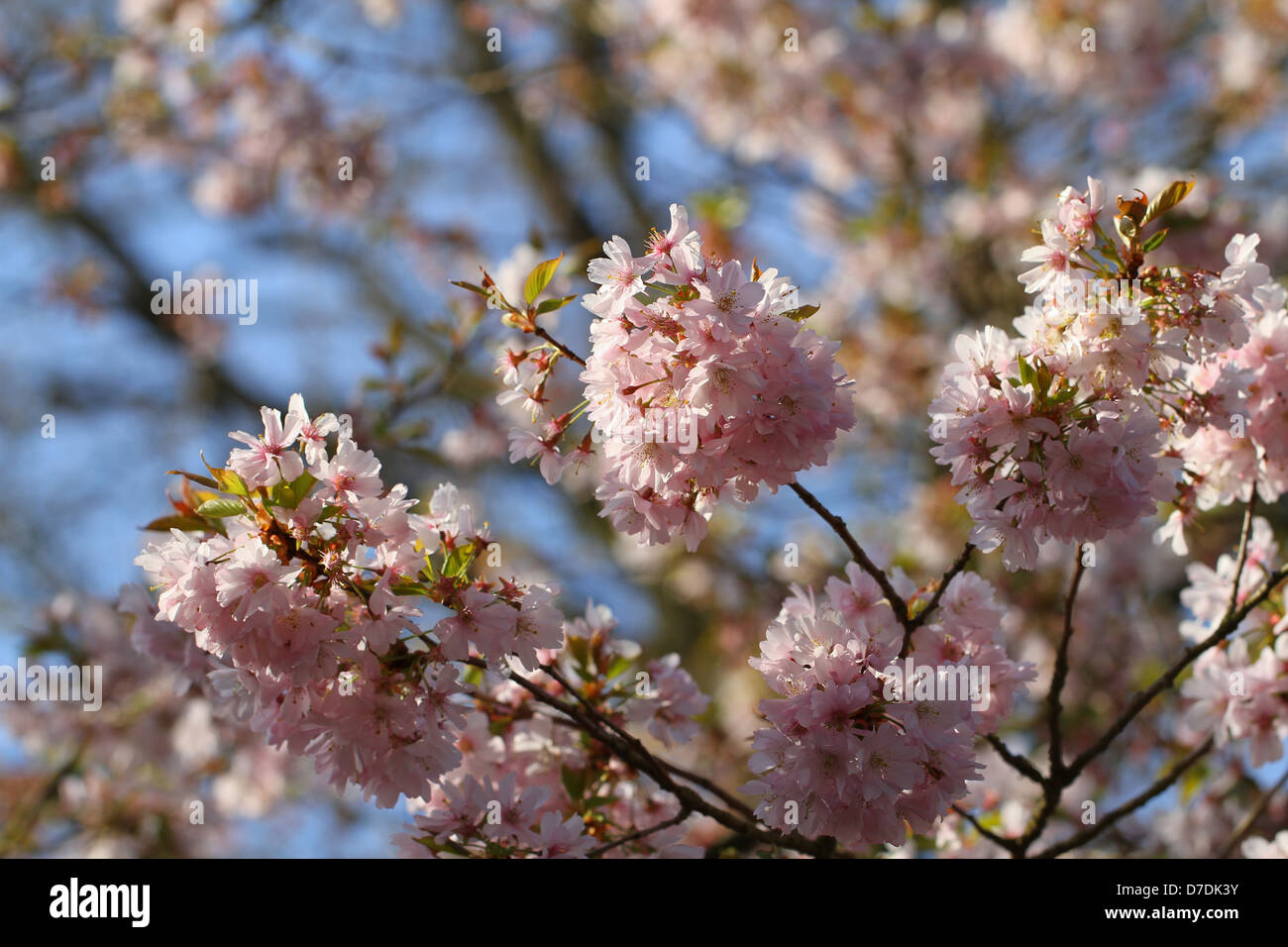 Cherry blossom tree in spring time Stock Photo - Alamy