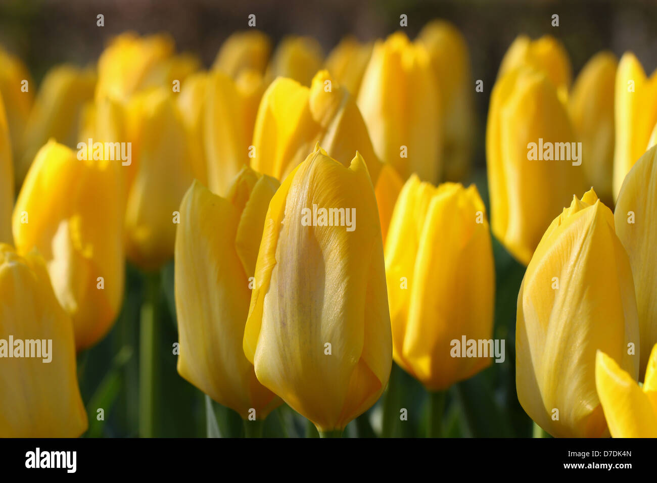 Yellow tulips in spring time, close up Stock Photo - Alamy