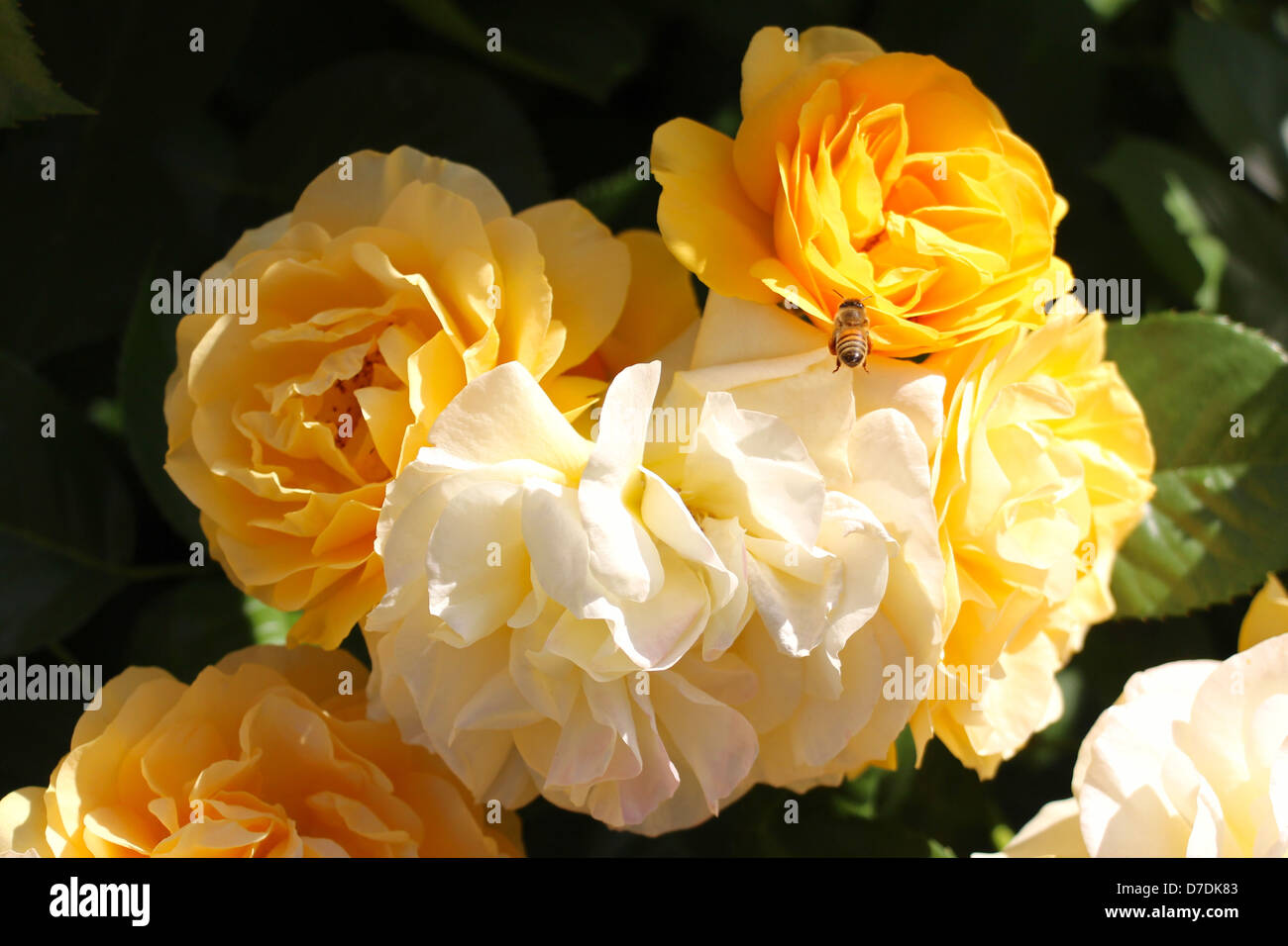 Julia child hi-res stock photography and images - Alamy