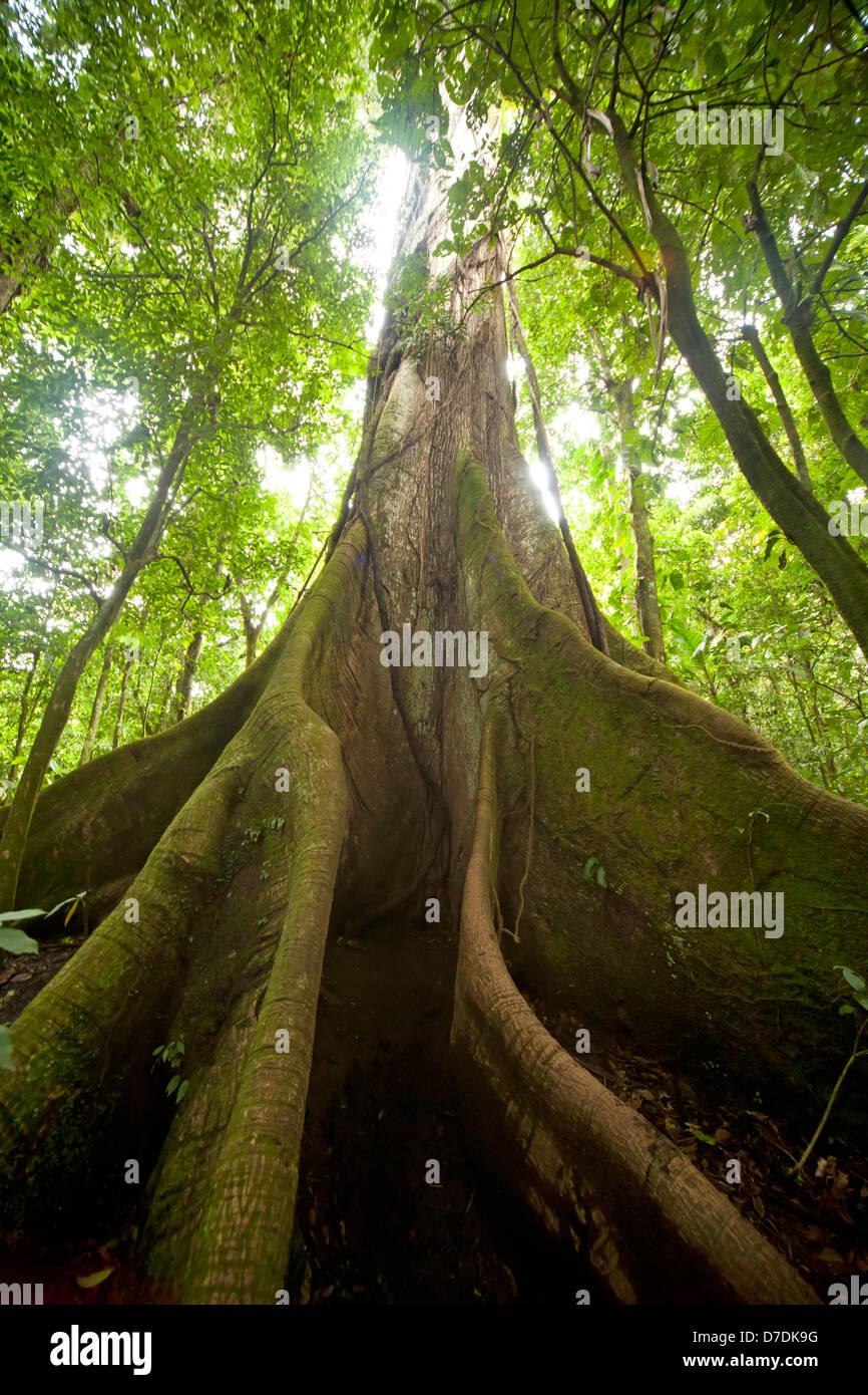 Giant rainforest tree hi-res stock photography and images - Alamy