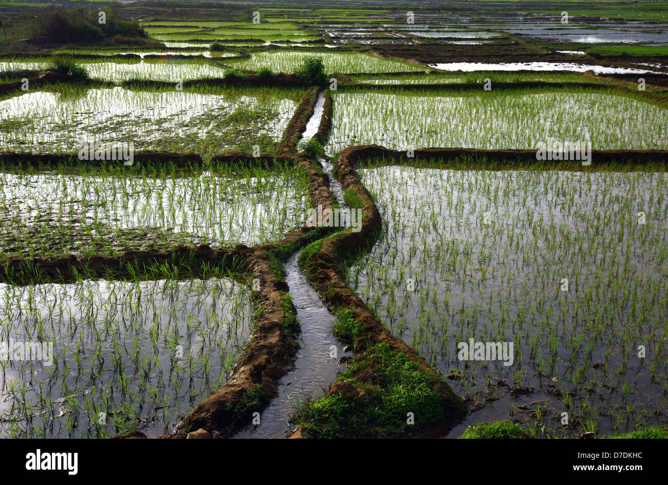 Agriculture rice paddy irrigation water hi-res stock photography and ...