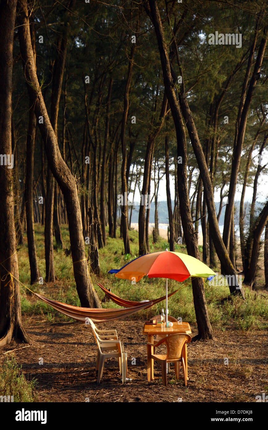 colored umbrella under pinus tree in INDIA Stock Photo - Alamy