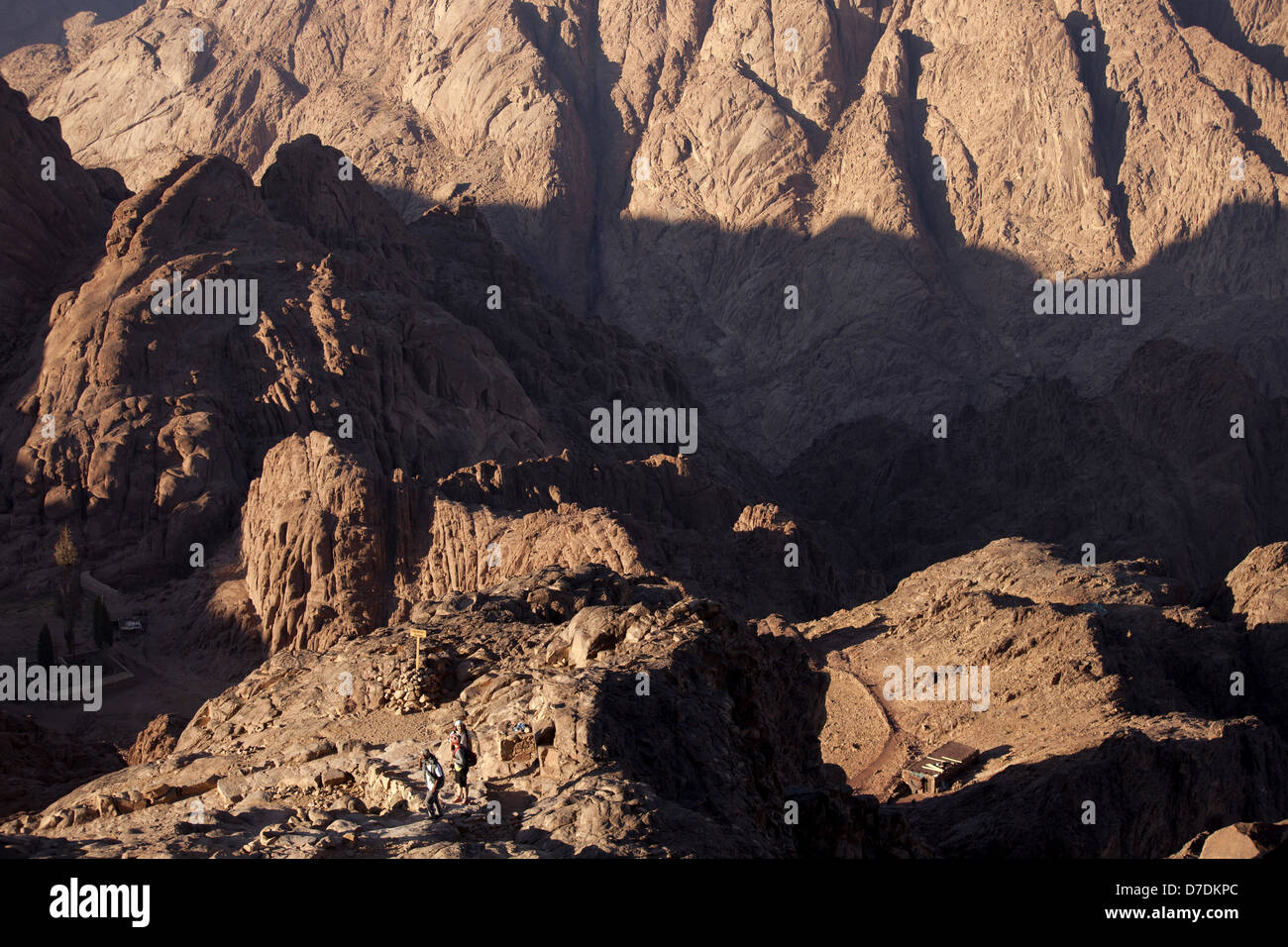 Musa pictures hi-res stock photography and images - Alamy