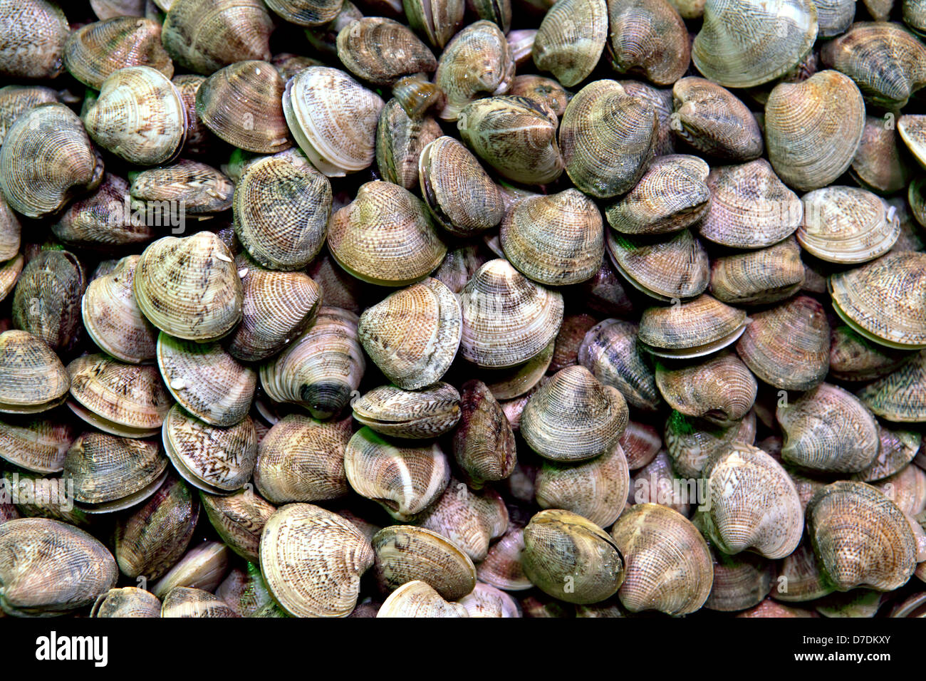 Shellfishes at the market, Barcelona, Spain Stock Photo - Alamy