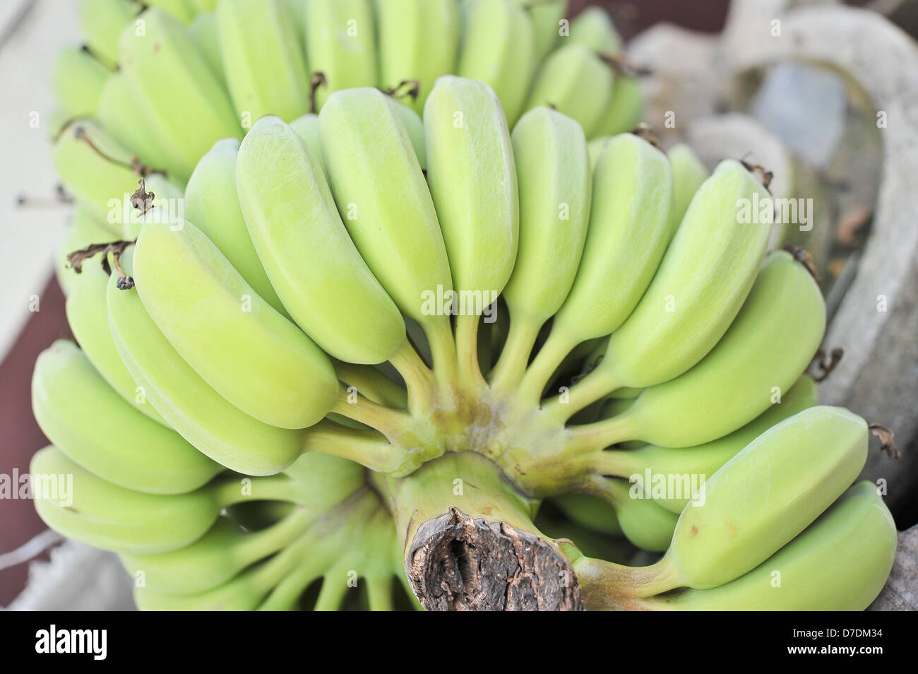 Green banana plant hi-res stock photography and images - Alamy