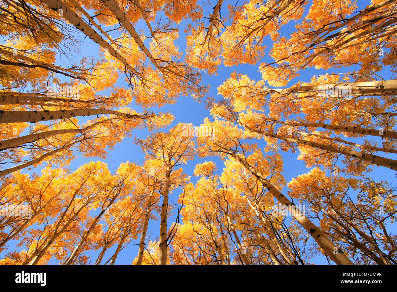 Fall aspen trees in hi-res stock photography and images - Alamy