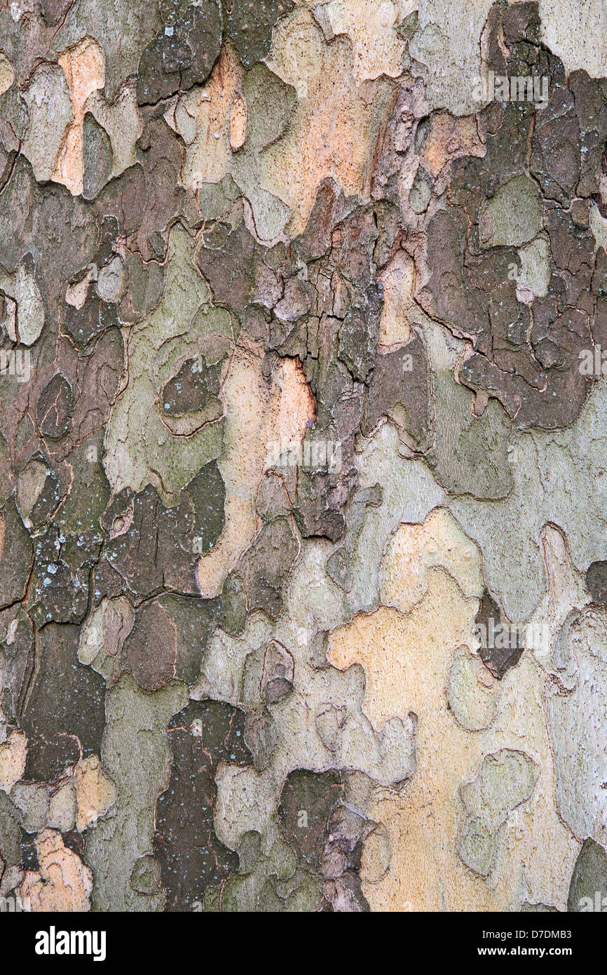 Macro view of bark of three Stock Photo - Alamy