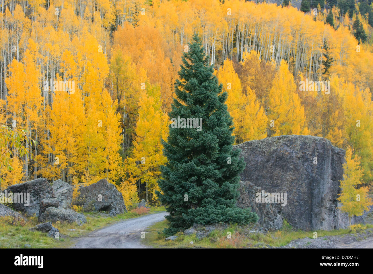 Yankee Boy Basin, Colorado, USA Stock Photo - Alamy