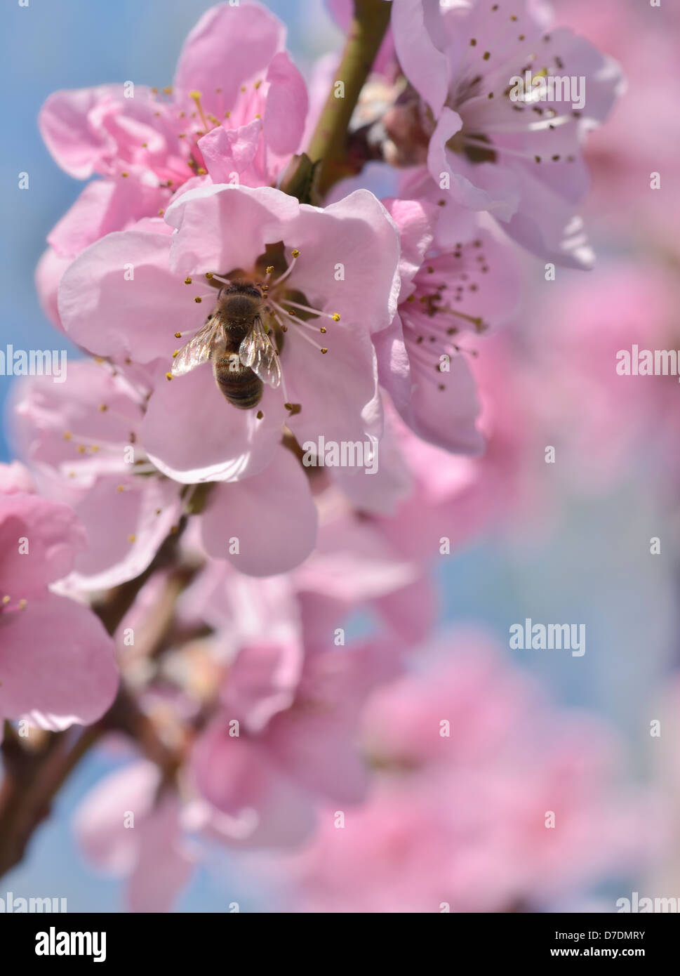 Close up of a bee pollinating trees in nectarine orchard Stock Photo ...