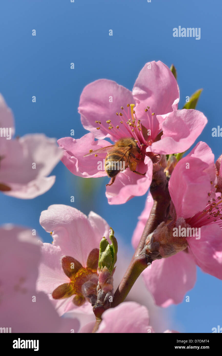 Close up of a bee pollinating trees in nectarine orchard Stock Photo ...